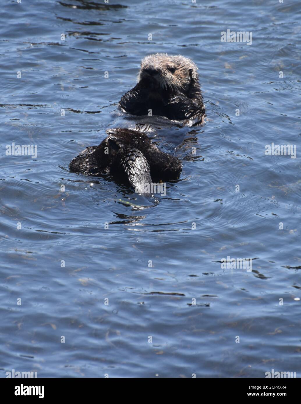 Direct look into the face of an adorable sea otter Stock Photo - Alamy
