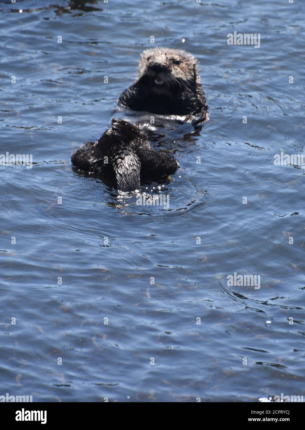 Precious sea otter floating in the ocean on his back Stock Photo - Alamy
