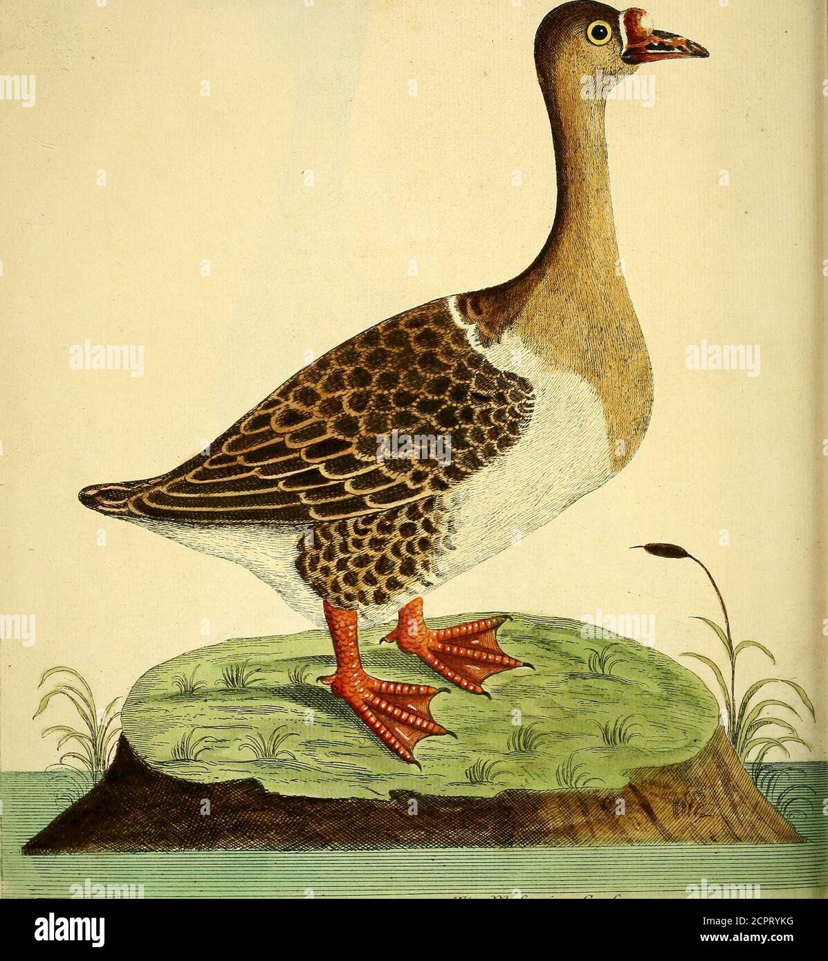 Face head gander hi-res stock photography and images - Alamy