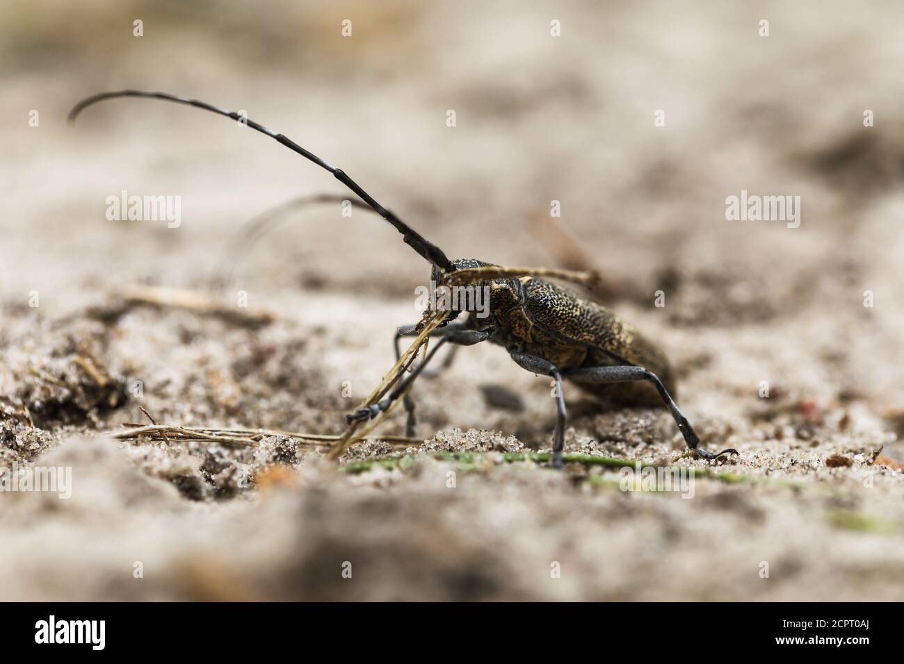 Dune black beetle hi-res stock photography and images - Alamy