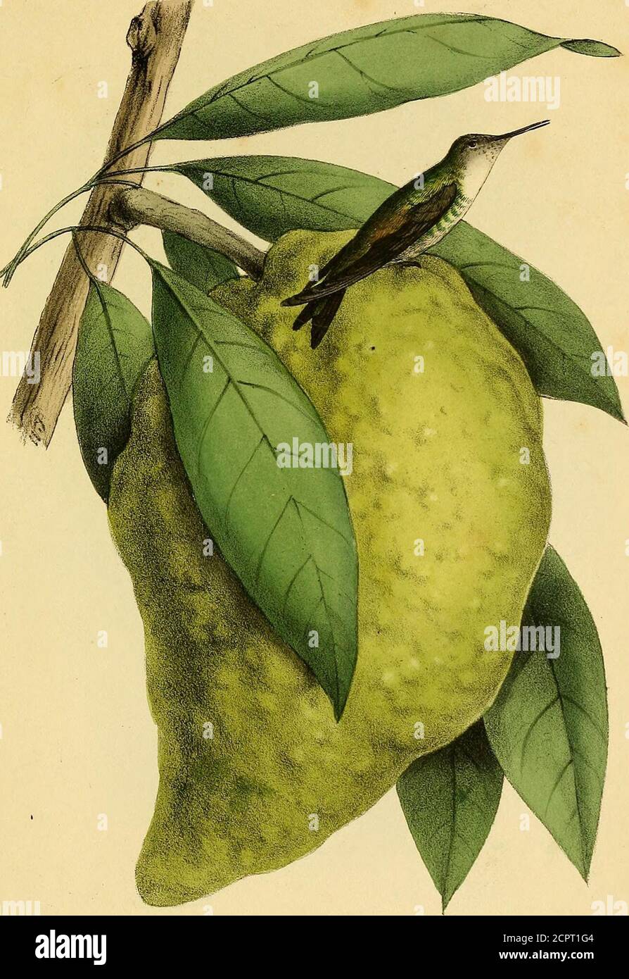 . A selection of the birds of Brazil and Mexico : the drawings ...