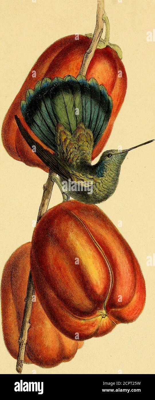 . A selection of the birds of Brazil and Mexico : the drawings ...