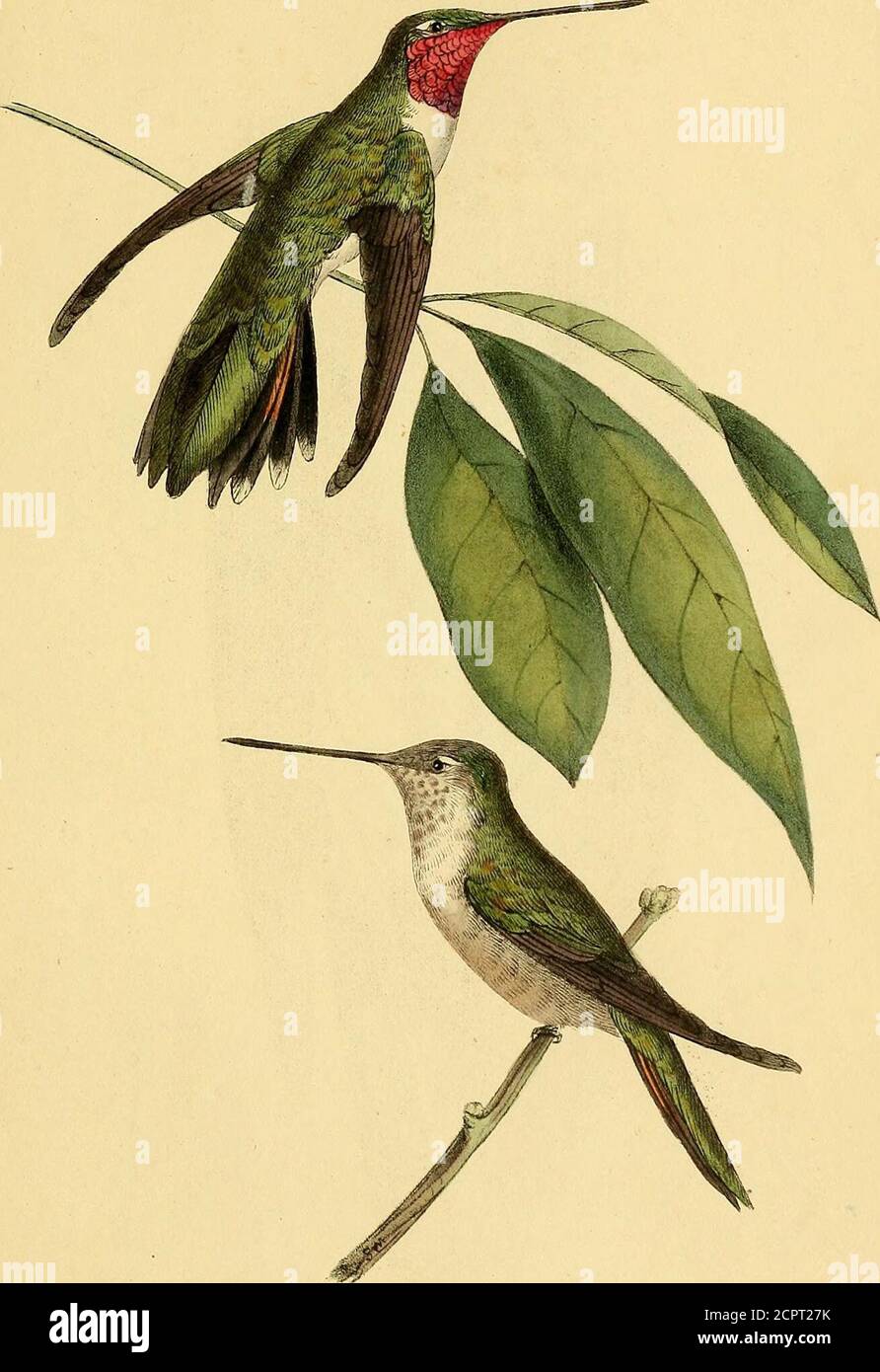 . A selection of the birds of Brazil and Mexico : the drawings . tyif ...