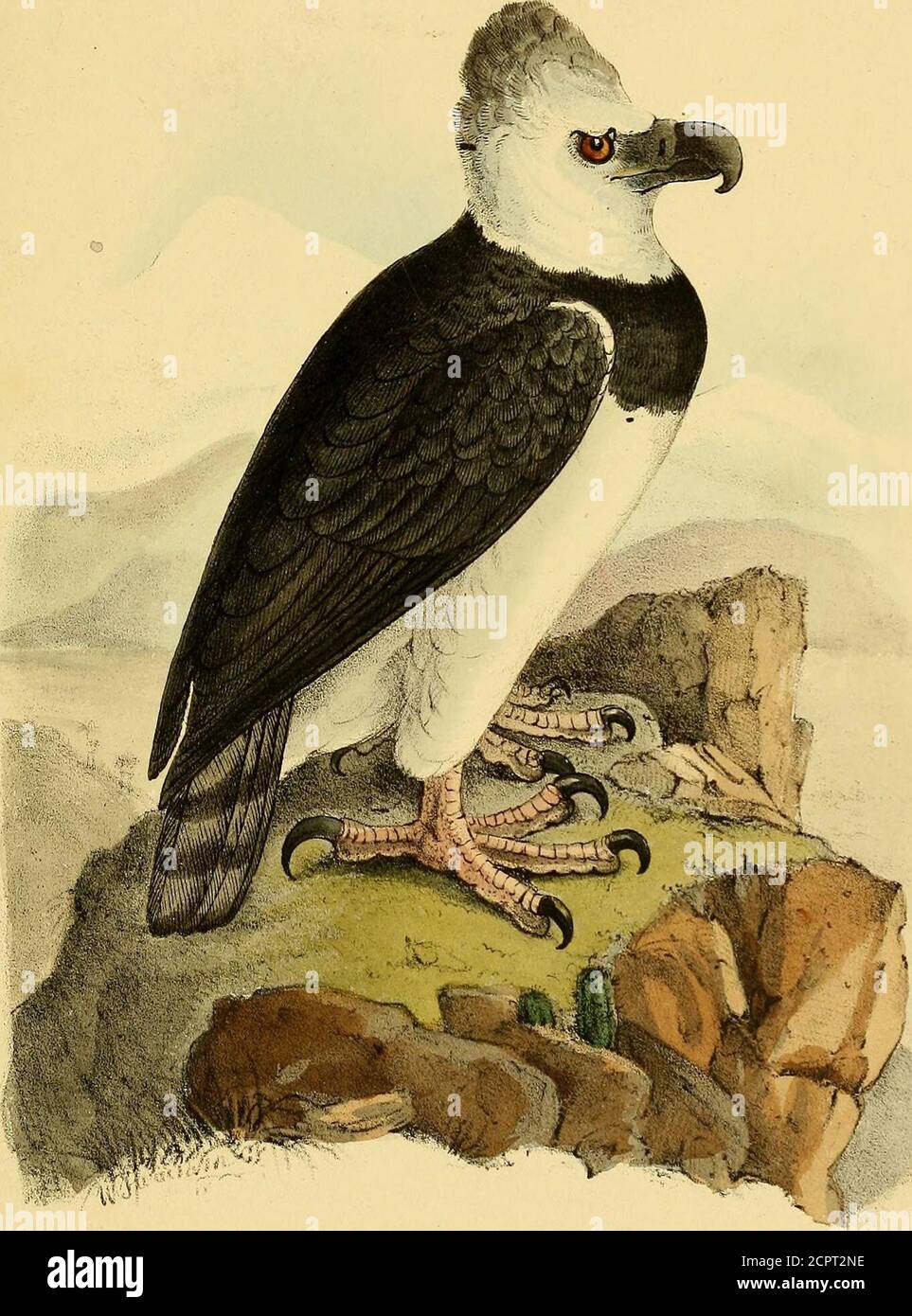 . A selection of the birds of Brazil and Mexico : the drawings . Pi ...