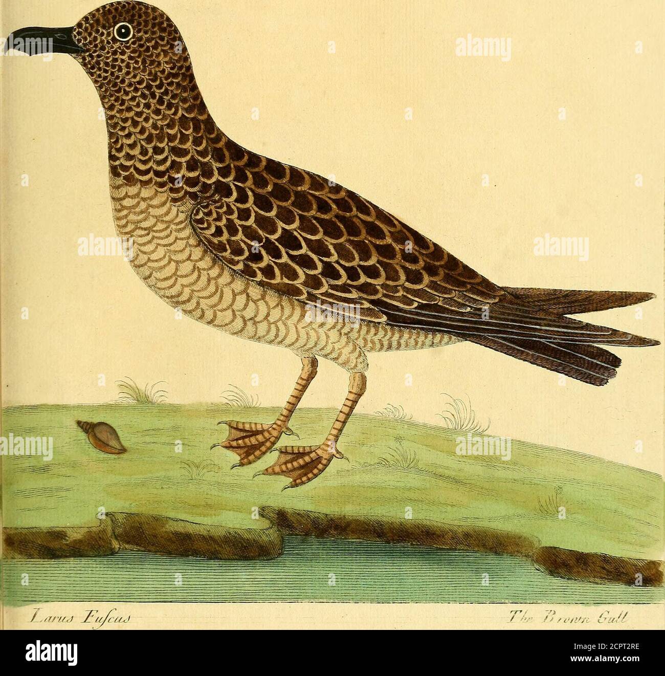 Dusky long horn hi-res stock photography and images - Alamy