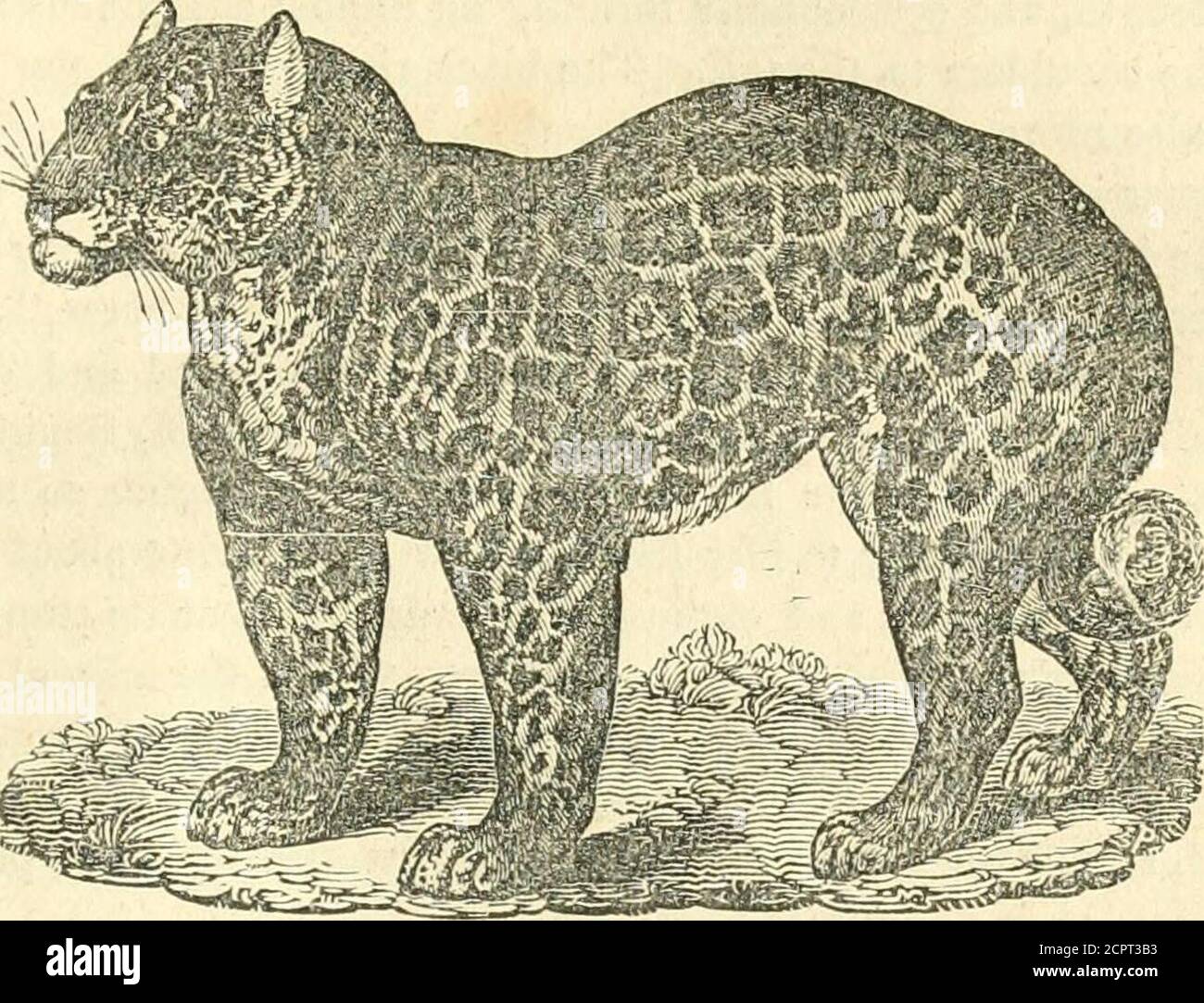 Rey siam hi-res stock photography and images - Alamy