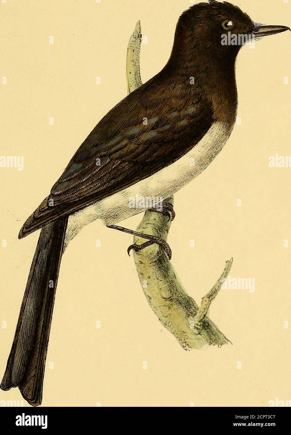. A selection of the birds of Brazil and Mexico : the drawings . Jtufou ...