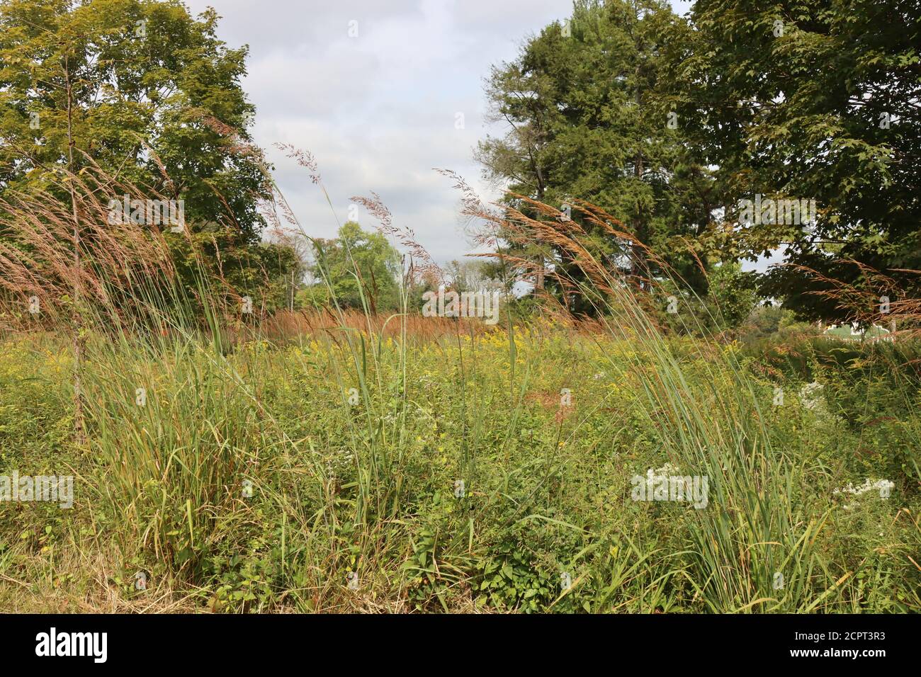 Nature at its best with this open field Stock Photo - Alamy