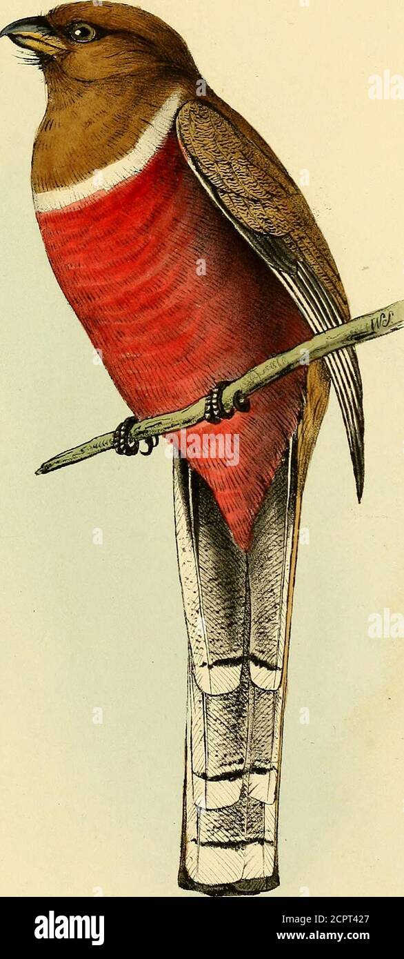 . A selection of the birds of Brazil and Mexico : the drawings . Trogon ...