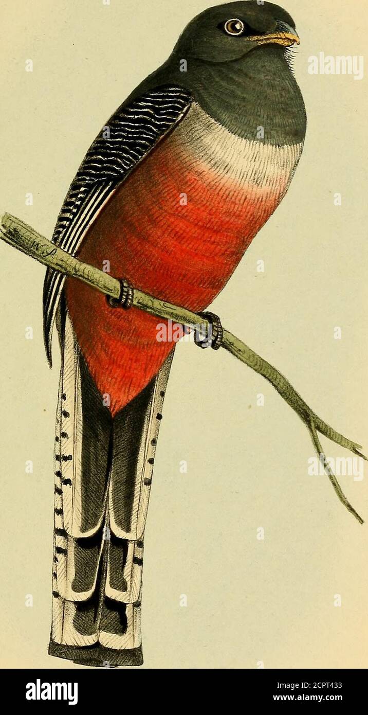 . A selection of the birds of Brazil and Mexico : the drawings . Purple ...