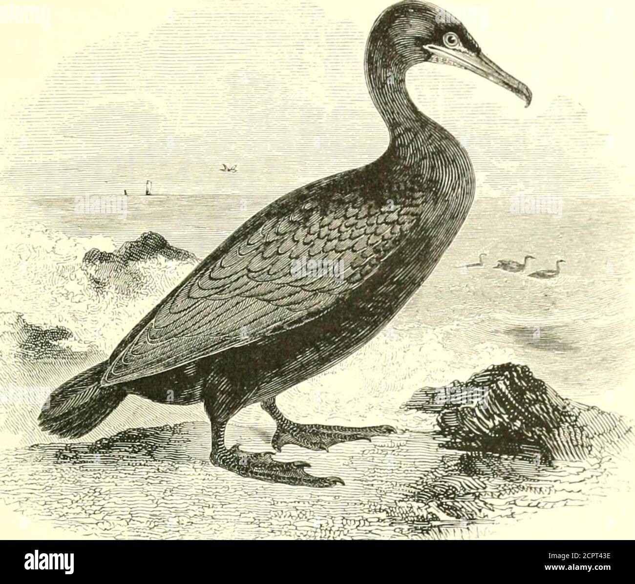 . An illustrated manual of British birds . ry in the time of the Stuart ...