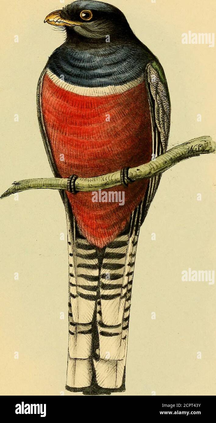 . A selection of the birds of Brazil and Mexico : the drawings Stock ...