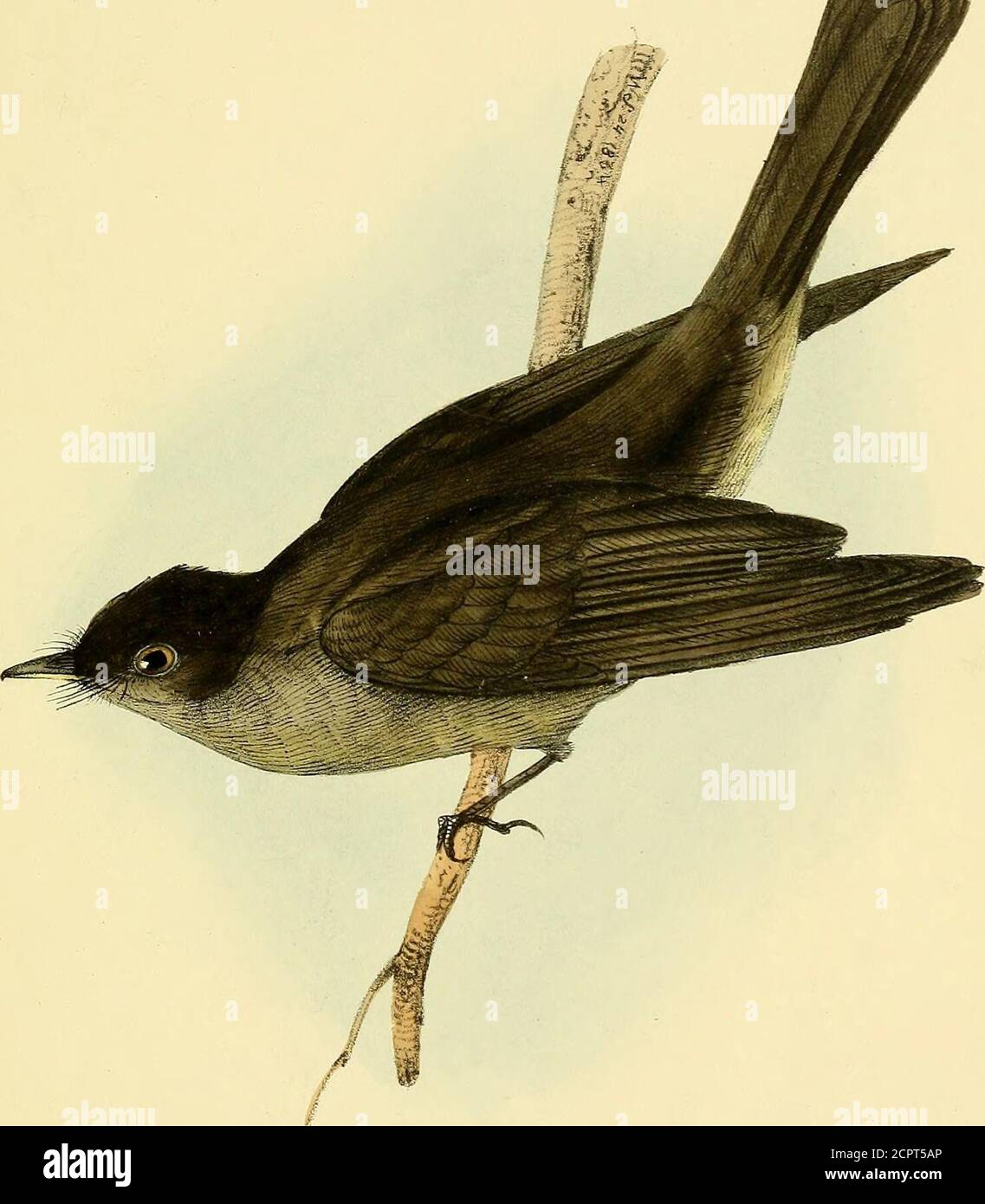 . A selection of the birds of Brazil and Mexico : the drawings . 53 ...