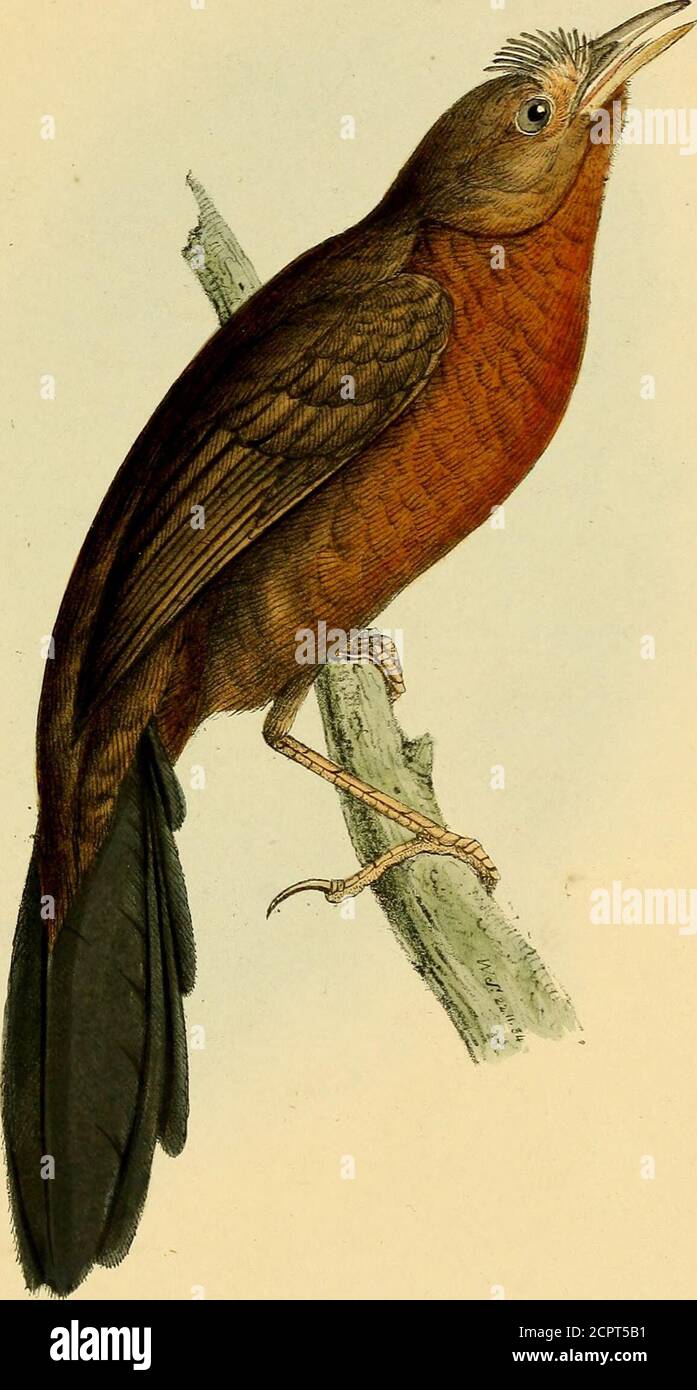 . A selection of the birds of Brazil and Mexico : the drawings . xbid ...