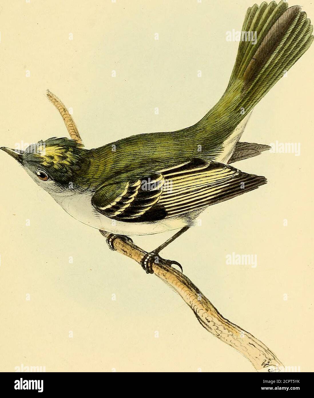 . A selection of the birds of Brazil and Mexico : the drawings . p ...