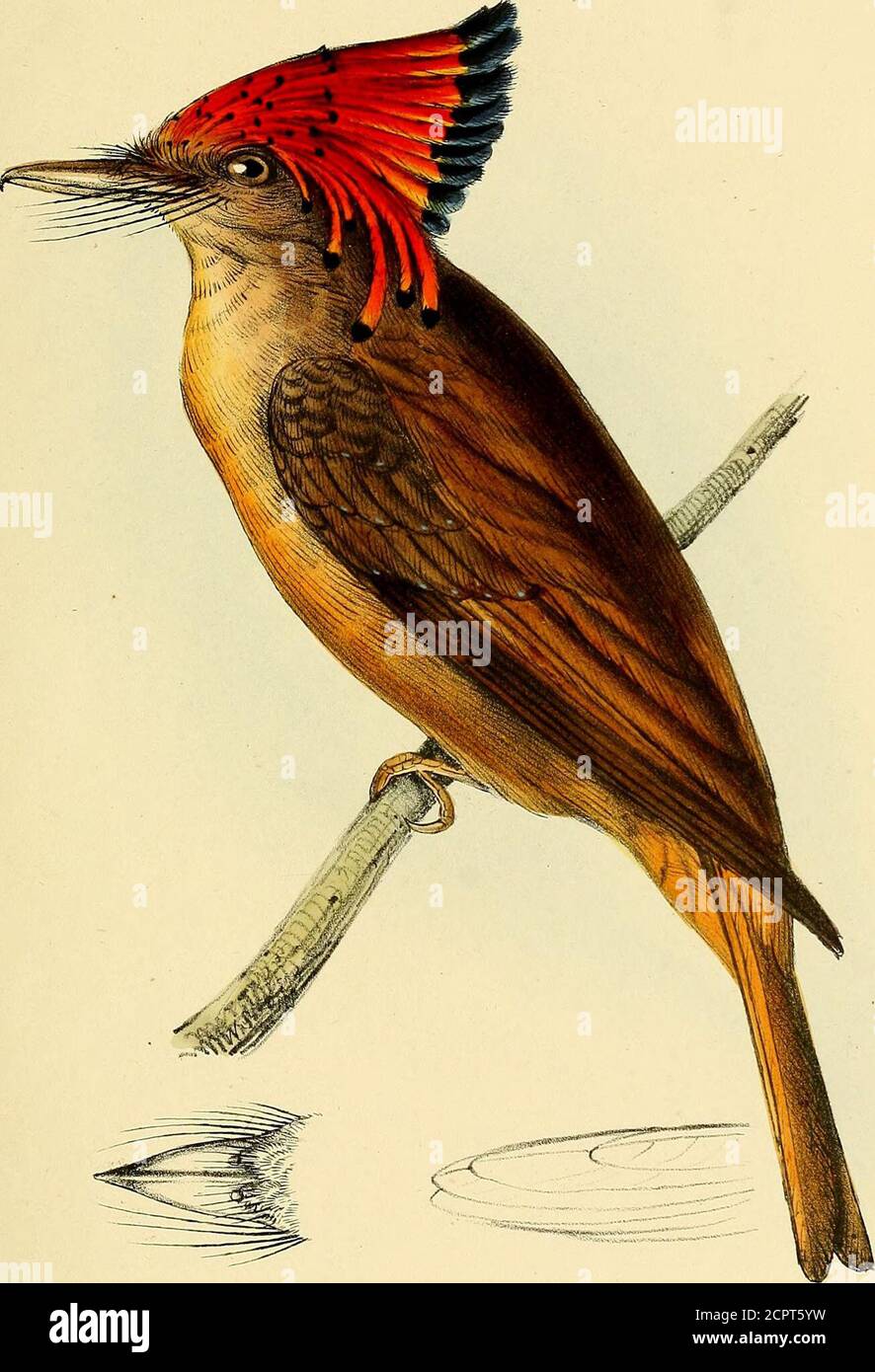 . A selection of the birds of Brazil and Mexico : the drawings . ± ...