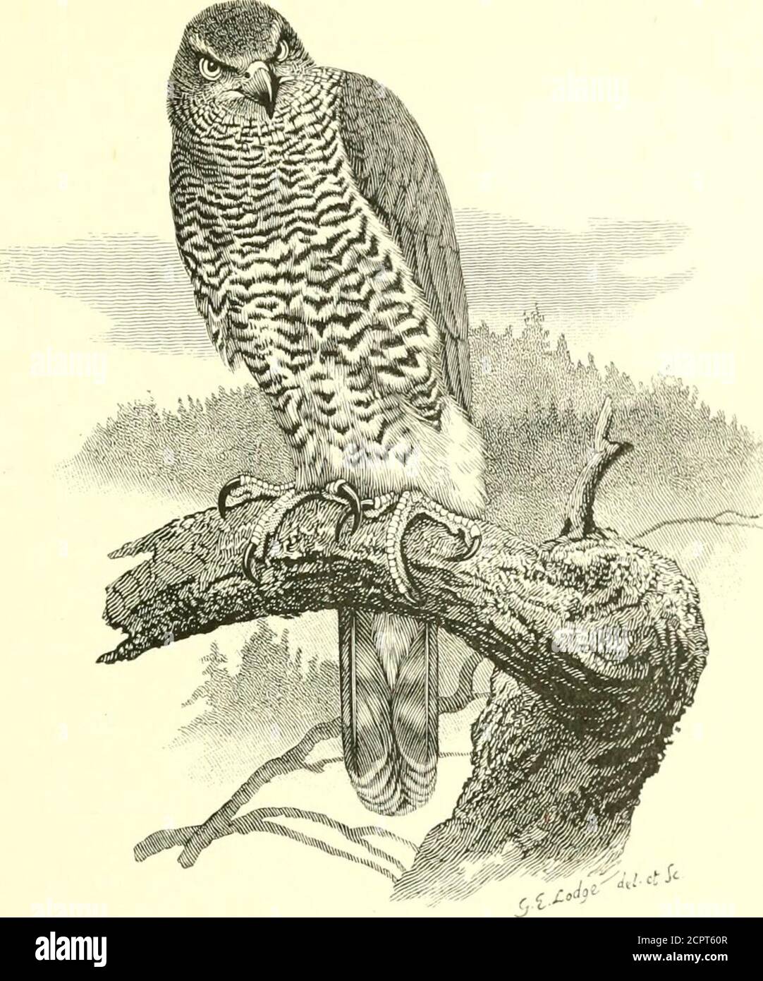 . An illustrated manual of British birds . in the south-east of Europe ...