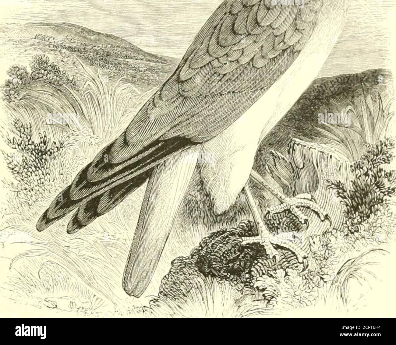 Mantle and wings pale bluish grey hi-res stock photography and images ...