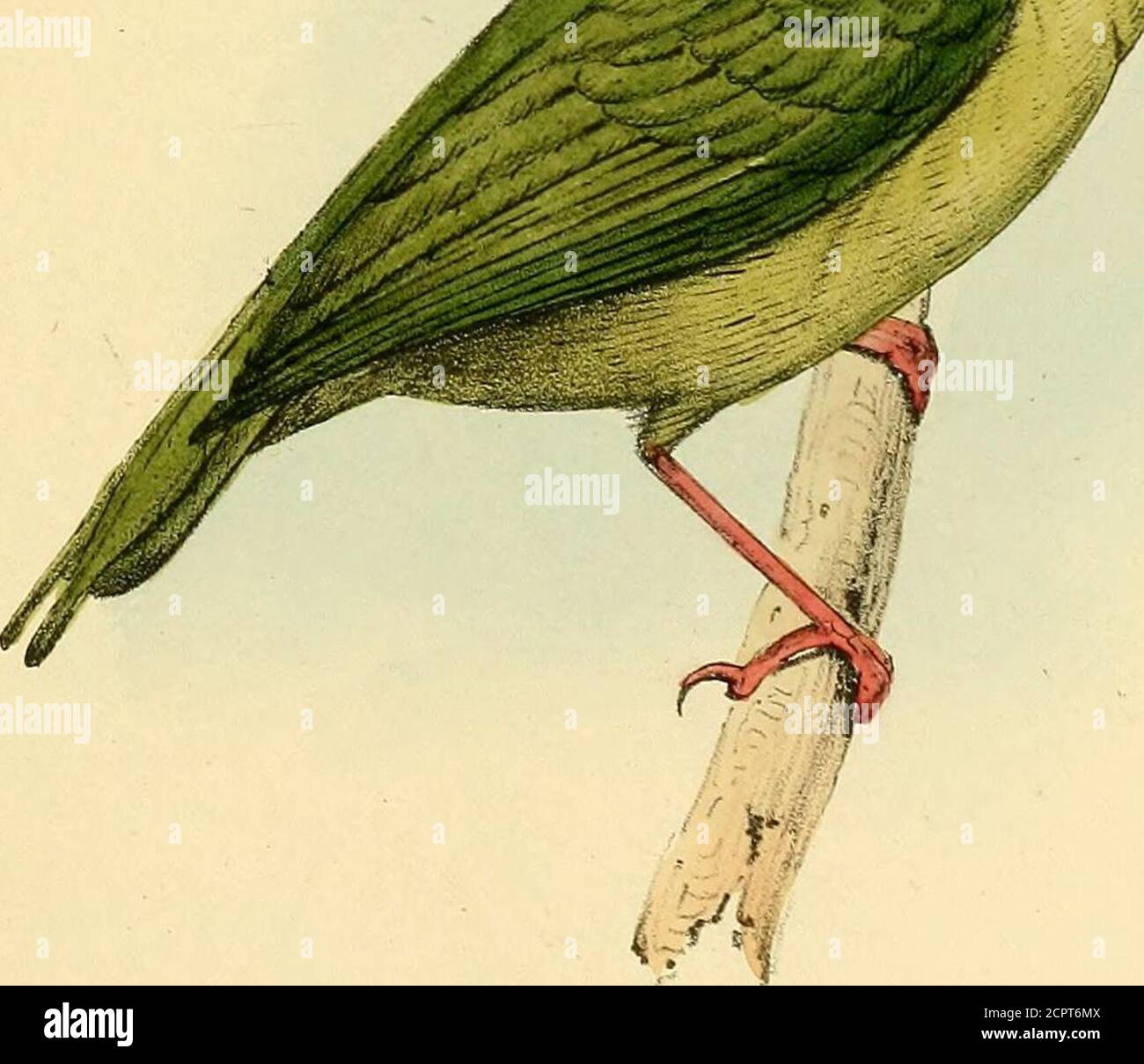 . A selection of the birds of Brazil and Mexico : the drawings . 46.. P ...