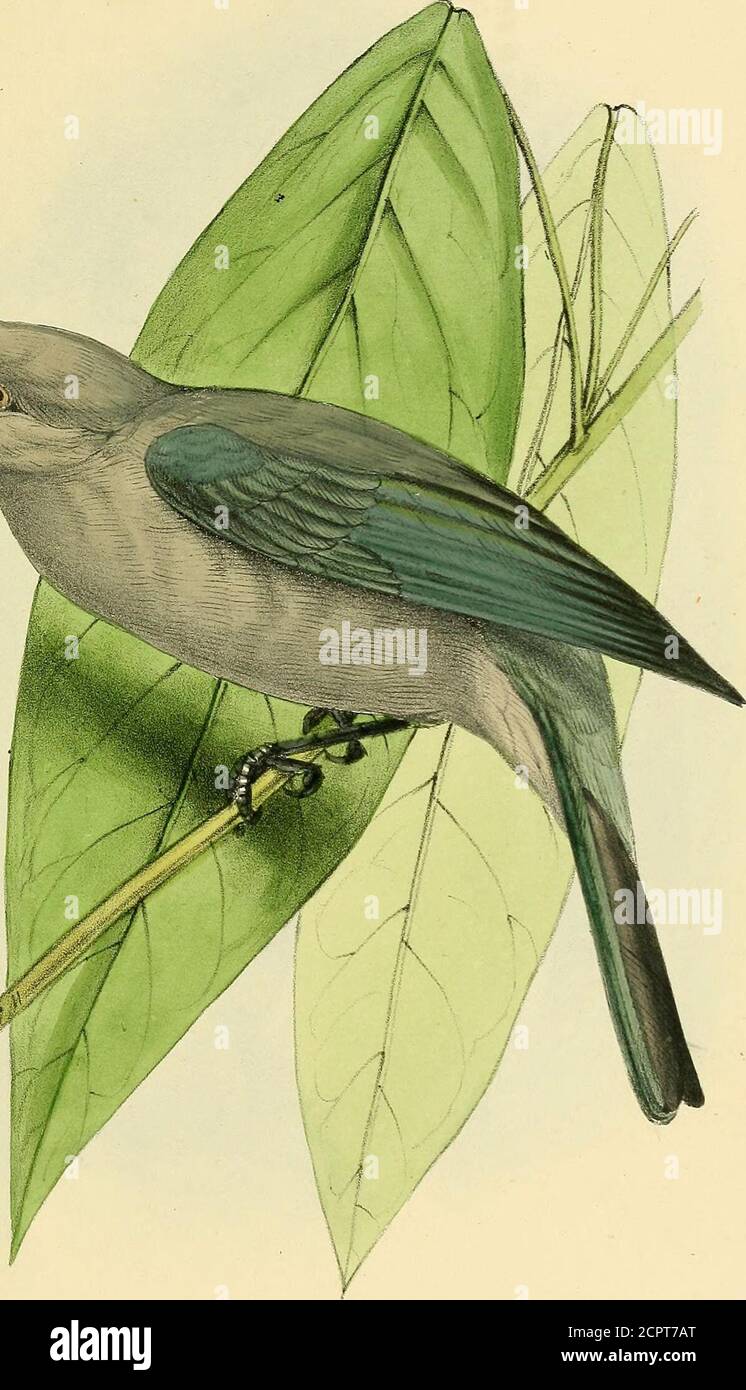 . A selection of the birds of Brazil and Mexico : the drawings . ♦ ...