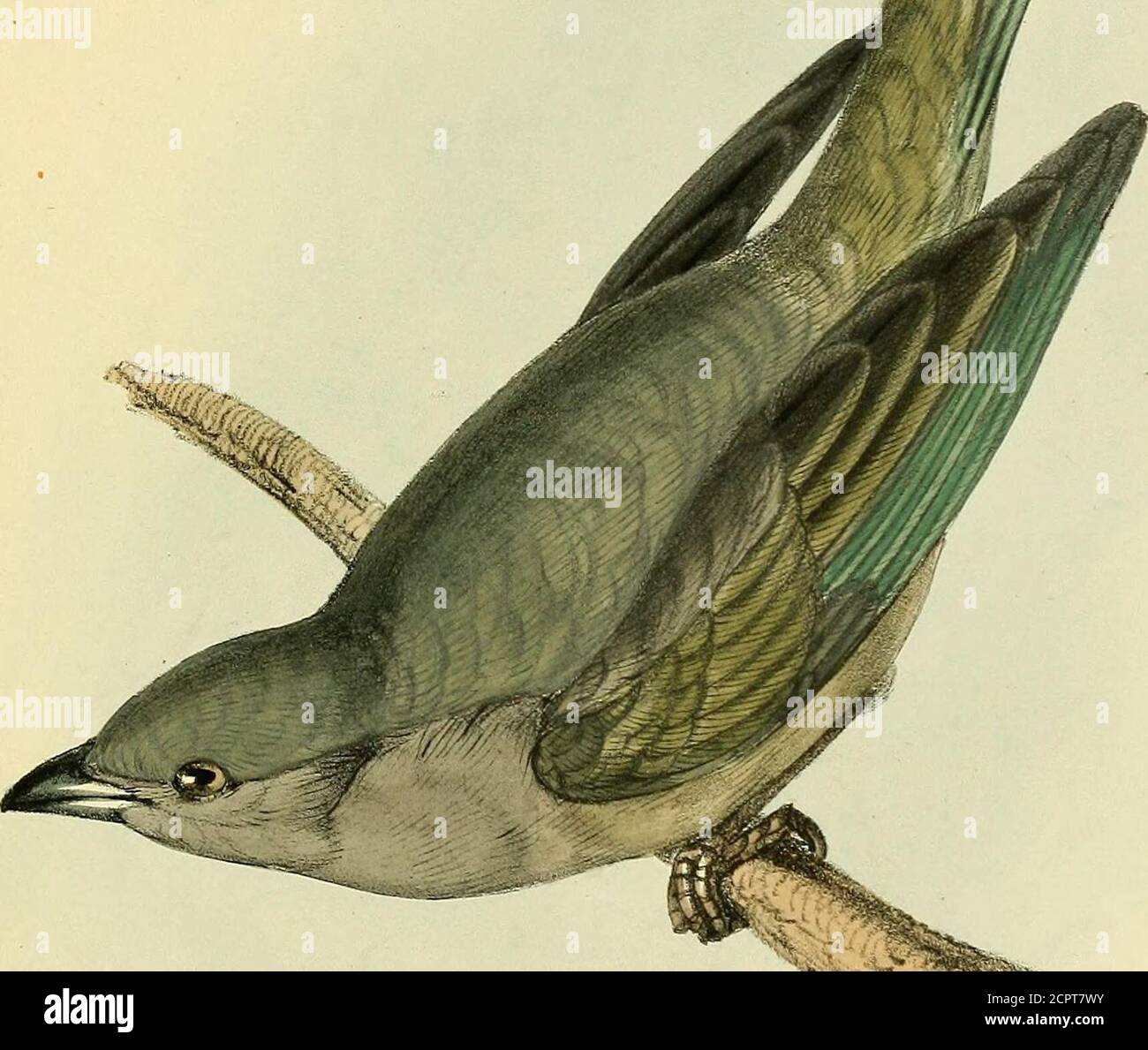 . A selection of the birds of Brazil and Mexico : the drawings . T, li ...
