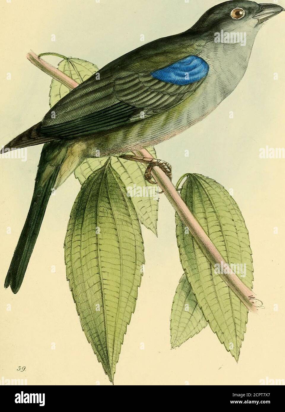 . A selection of the birds of Brazil and Mexico : the drawings . T ...