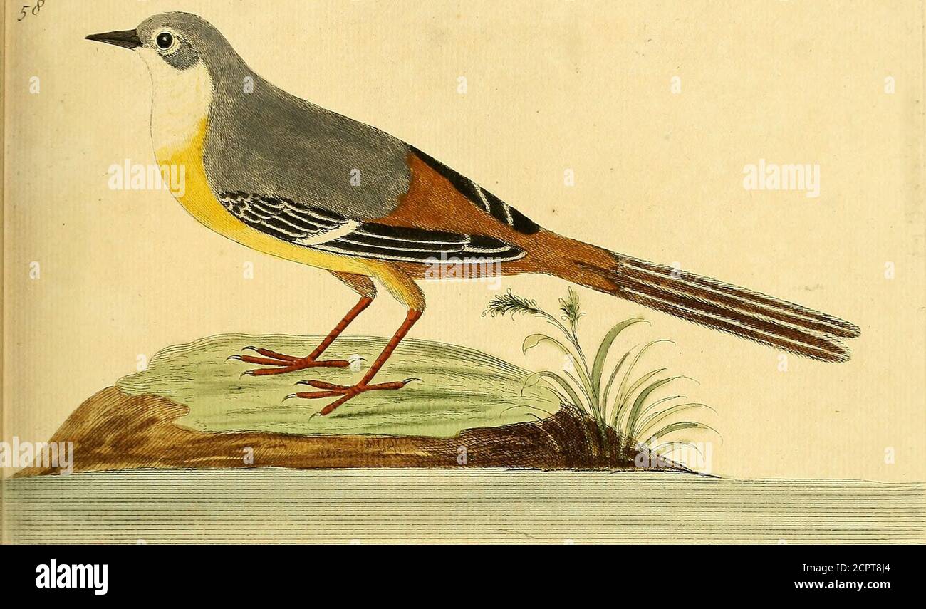 Common copper upper wing hi-res stock photography and images - Alamy