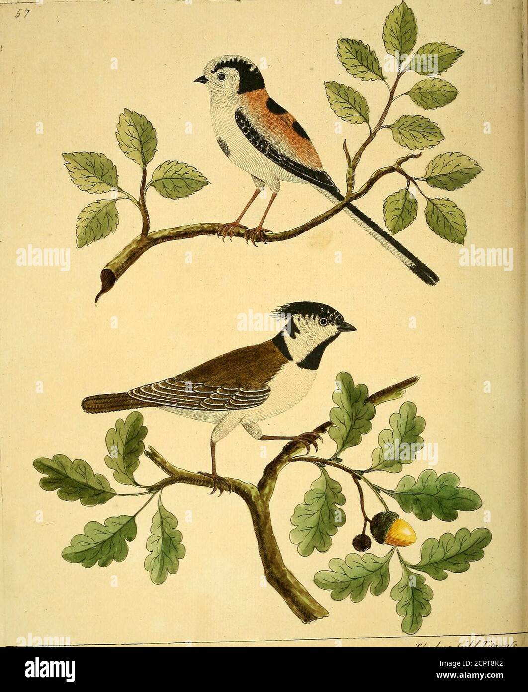 Parus caudatus hi-res stock photography and images - Alamy