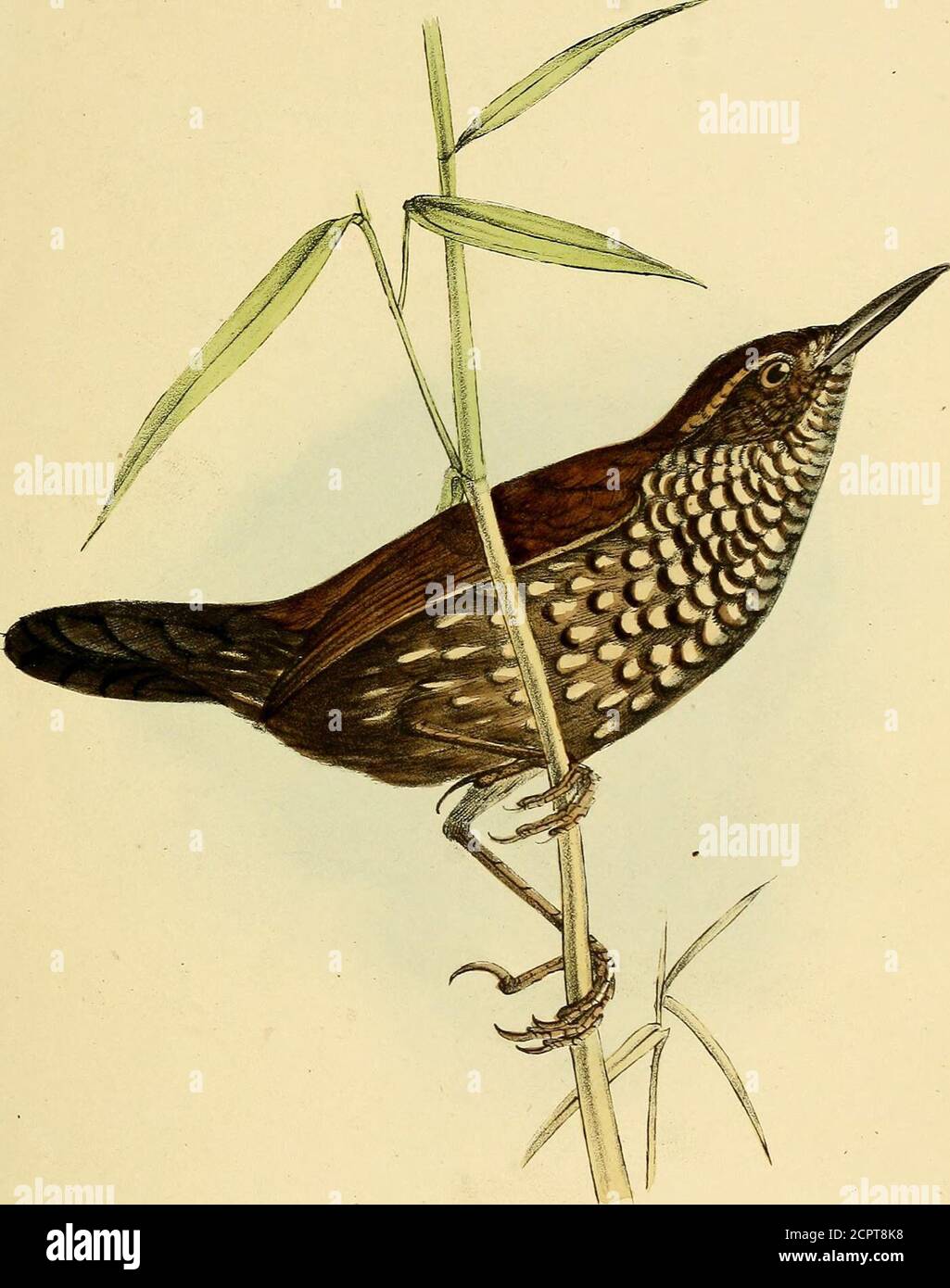 . A selection of the birds of Brazil and Mexico : the drawings . C ...