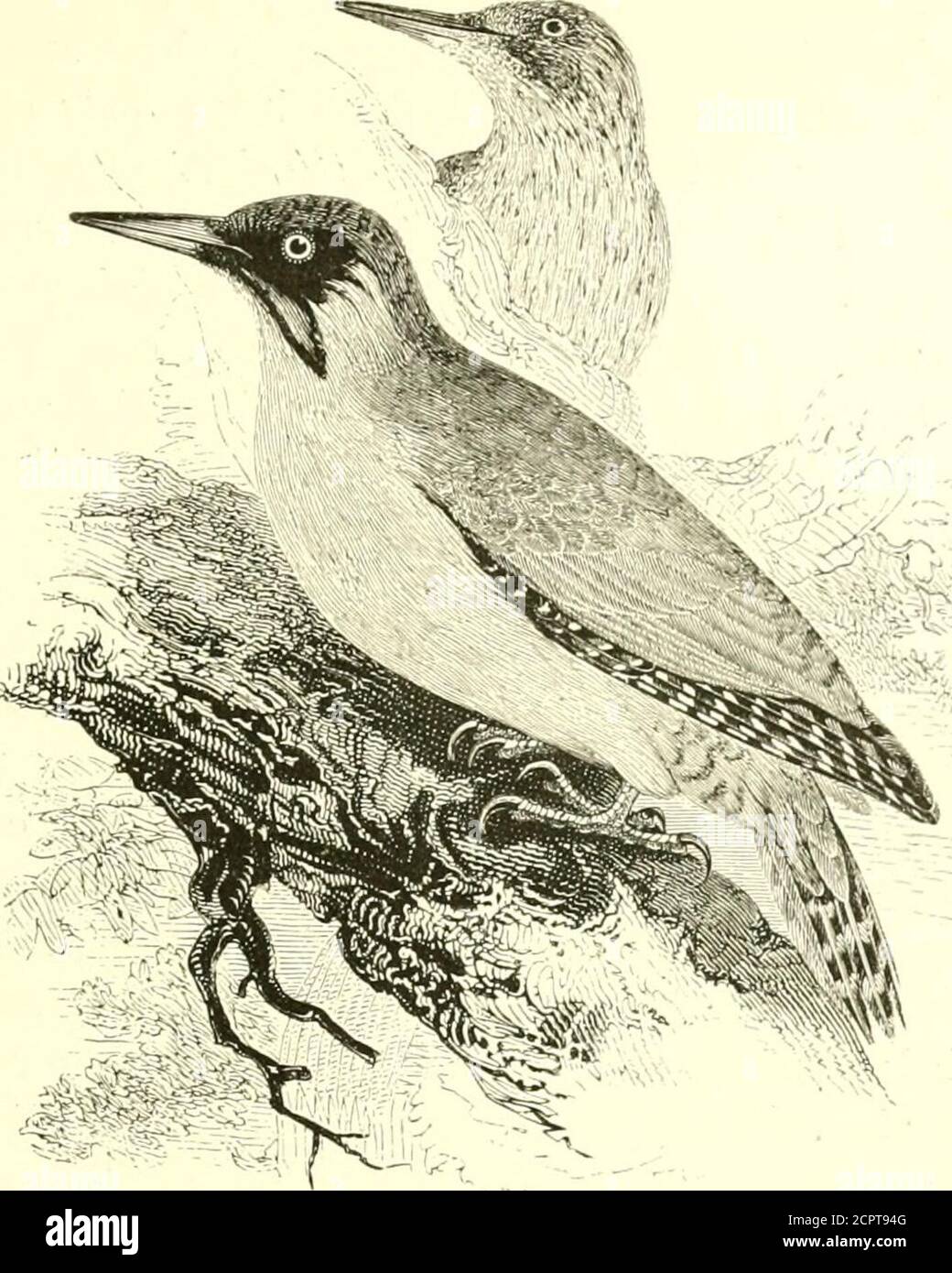 Skulking habits hi-res stock photography and images - Alamy