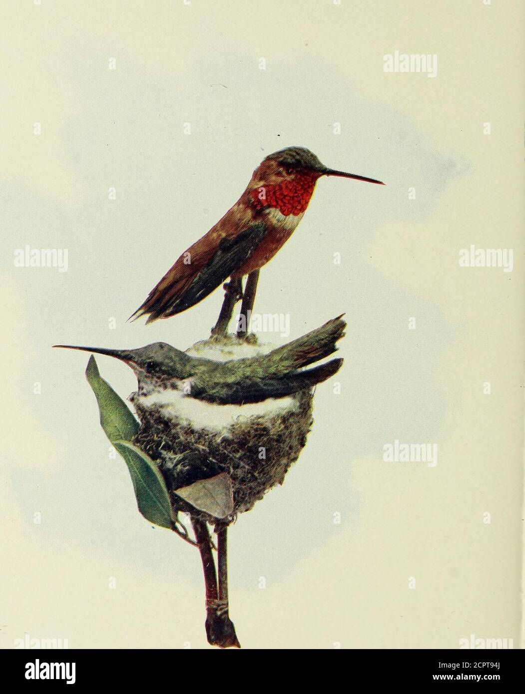 Dead hummingbird hi-res stock photography and images - Alamy