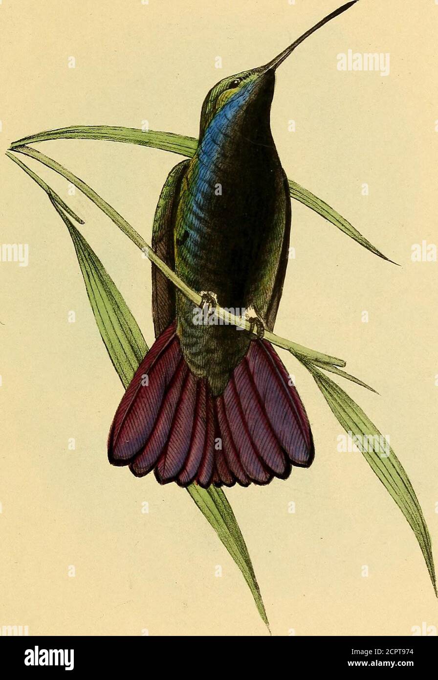 . A selection of the birds of Brazil and Mexico : the drawings . Mango ...
