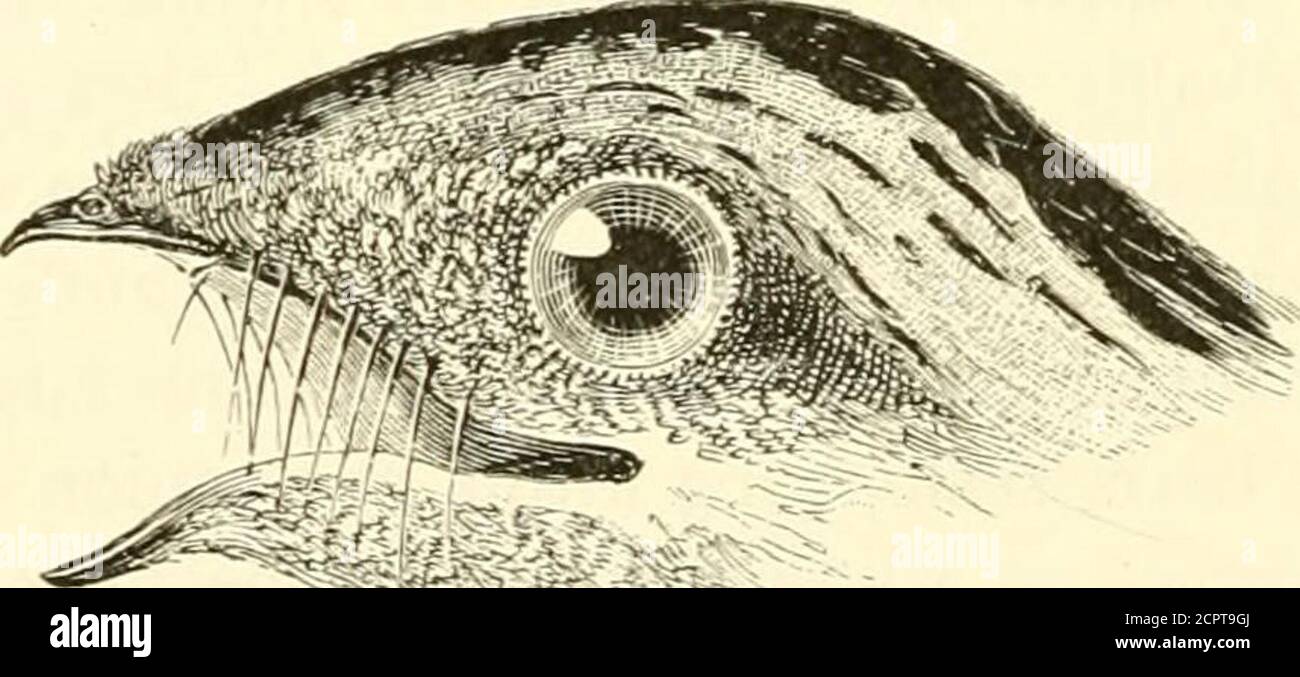 Forehead keel hi-res stock photography and images - Alamy