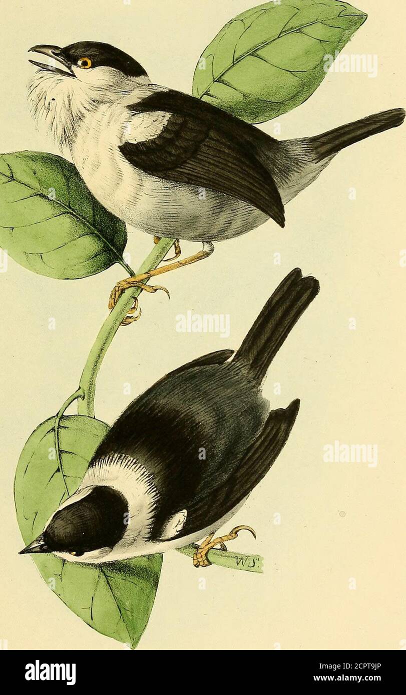 . A selection of the birds of Brazil and Mexico : the drawings . m.. J ...