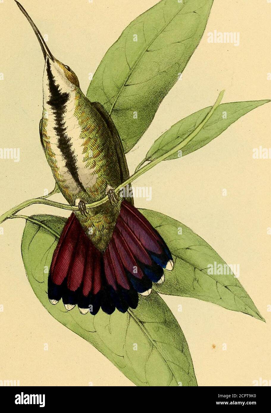 . A selection of the birds of Brazil and Mexico : the drawings Stock ...