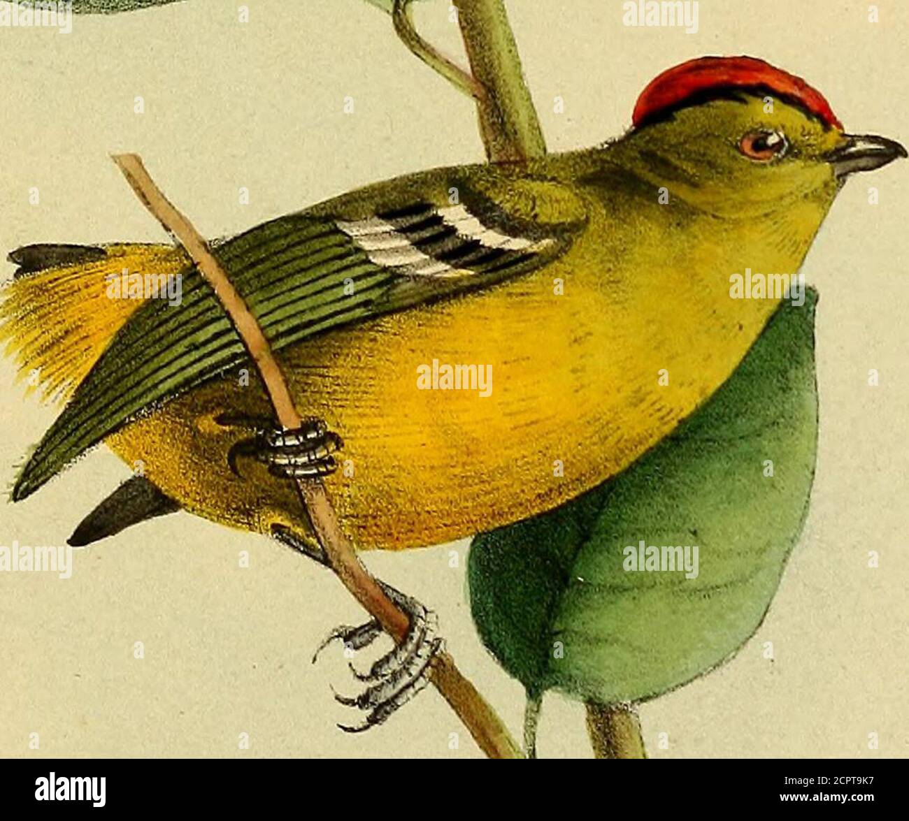 . A selection of the birds of Brazil and Mexico : the drawings . ^fc ...