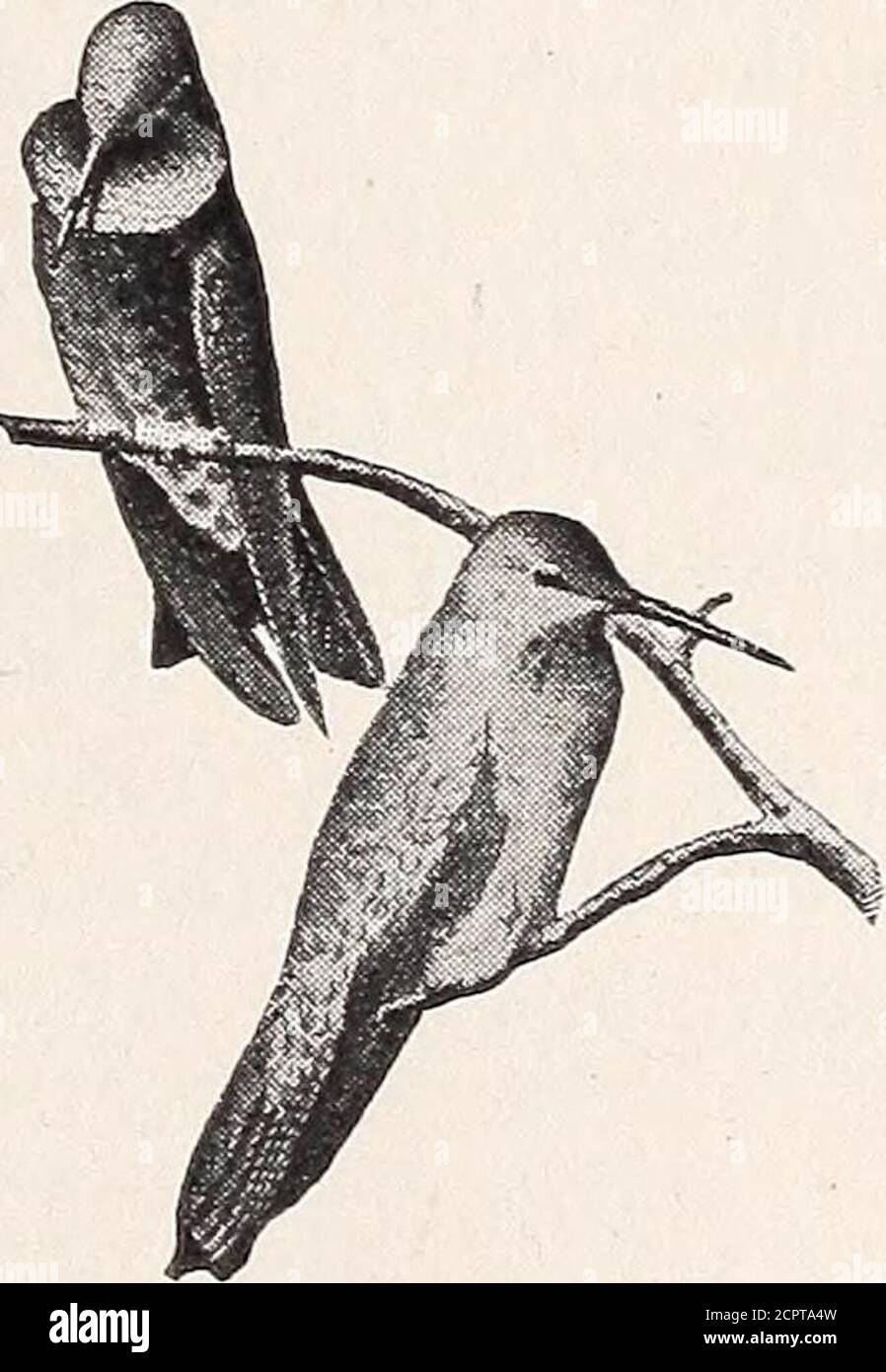 Dead hummingbird hi-res stock photography and images - Alamy