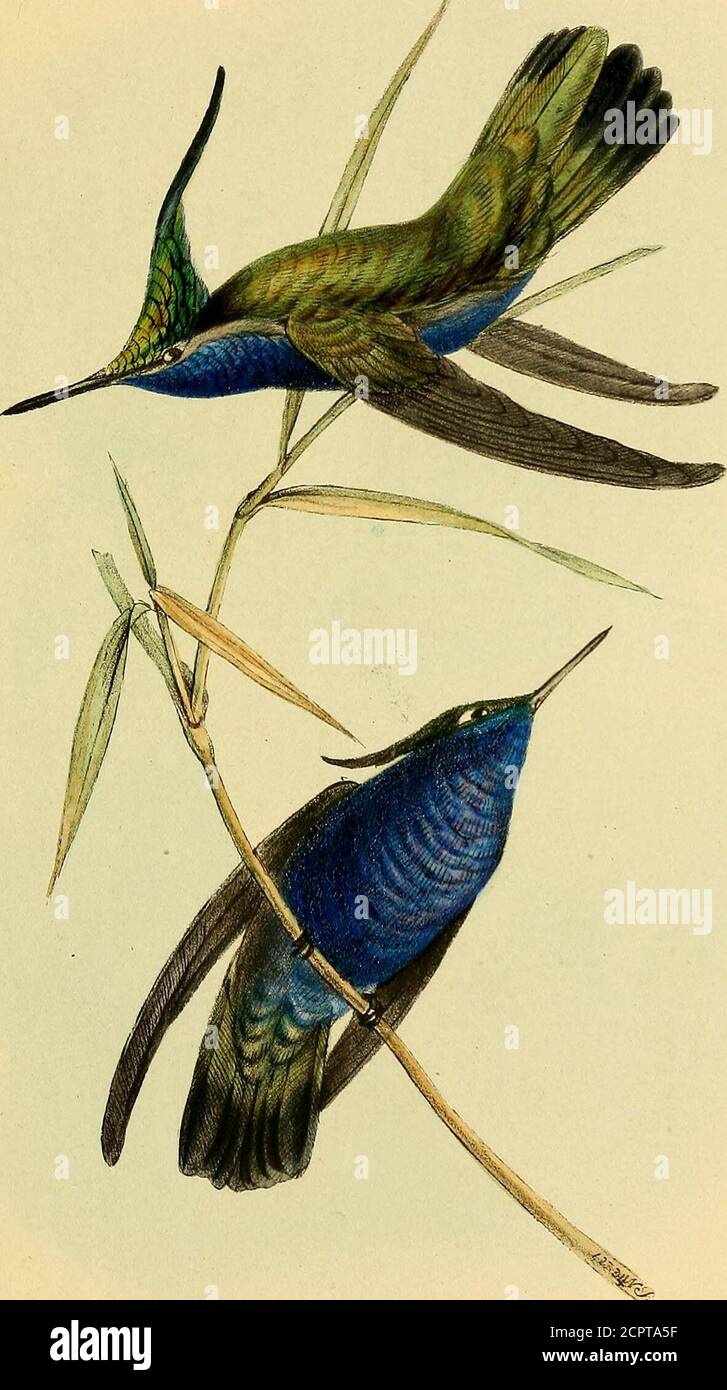 Birds Drawing