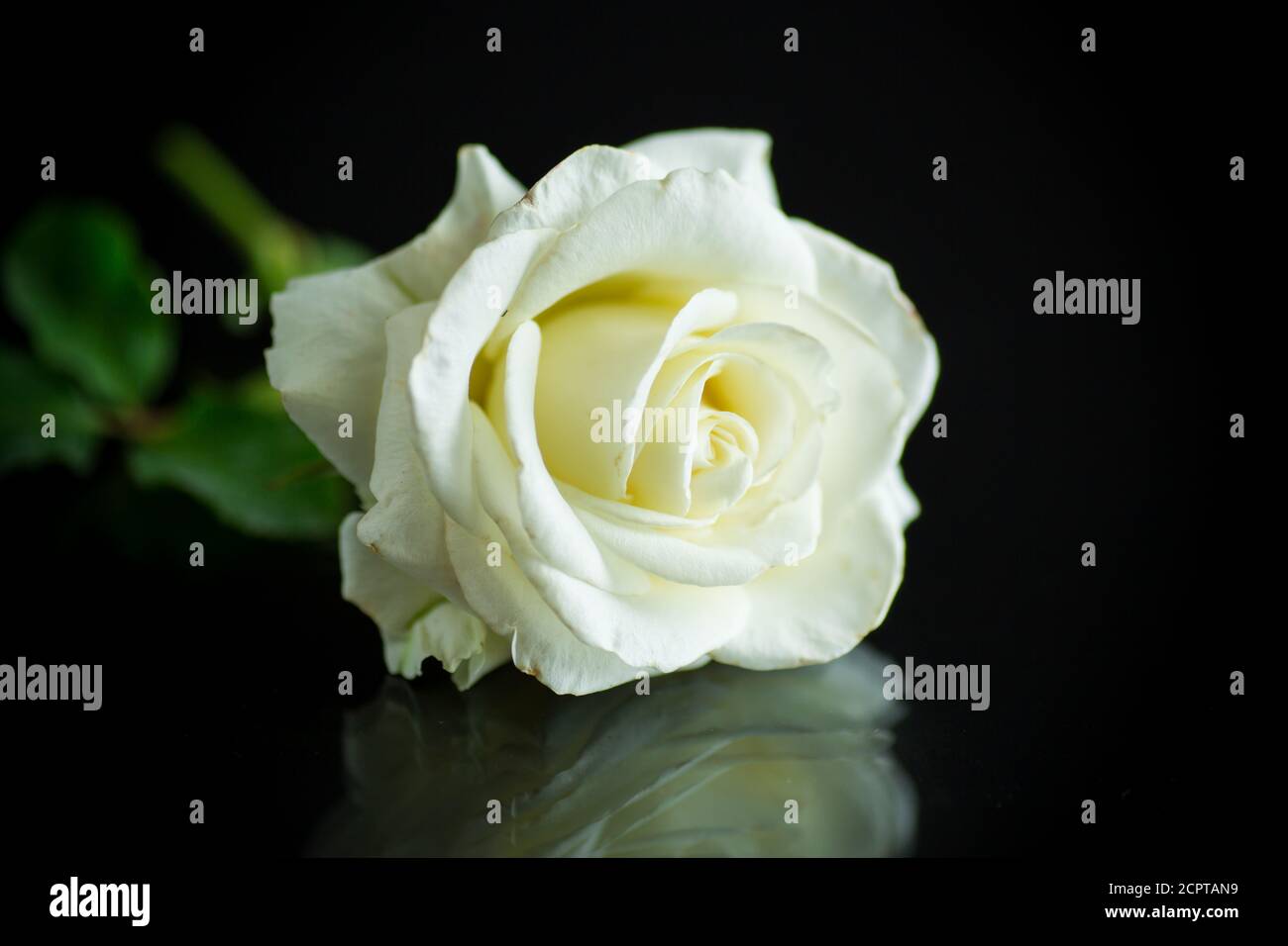 one beautiful white rose on black background Stock Photo - Alamy
