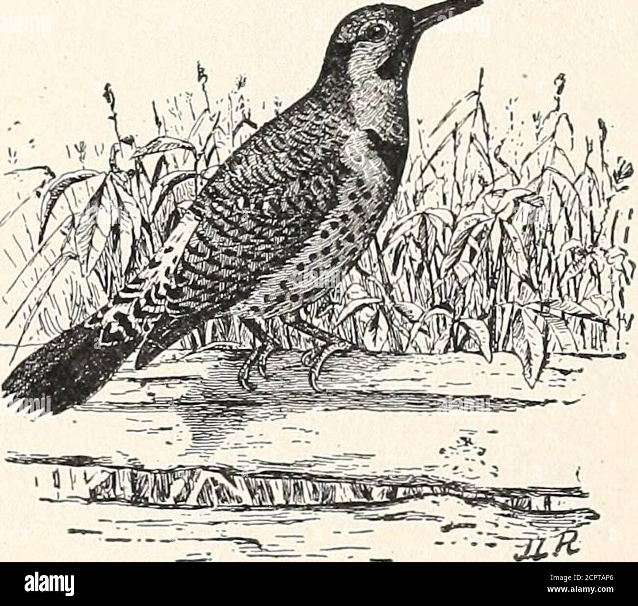 Blacktail feathers hi-res stock photography and images - Alamy