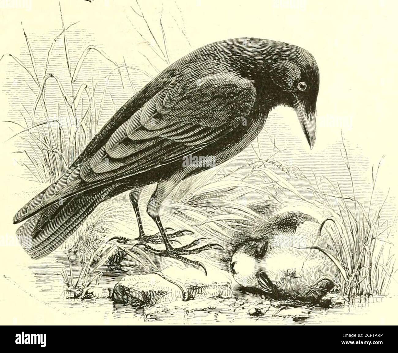 Corvine birds hi-res stock photography and images - Alamy