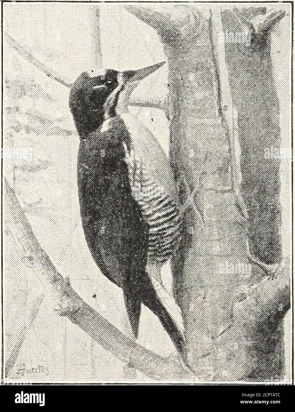 L arcticus hi-res stock photography and images - Alamy