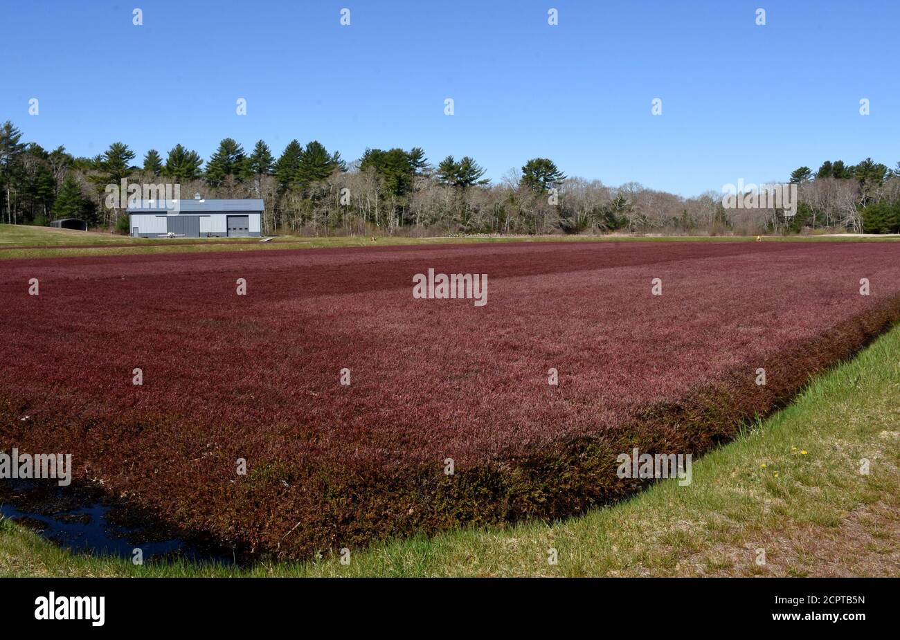 Spring cranberry bog with bright red vines Stock Photo - Alamy