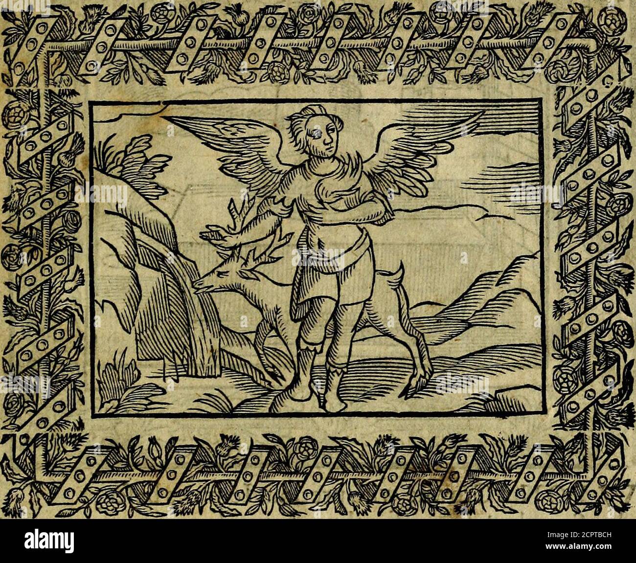 Boare hi-res stock photography and images - Alamy