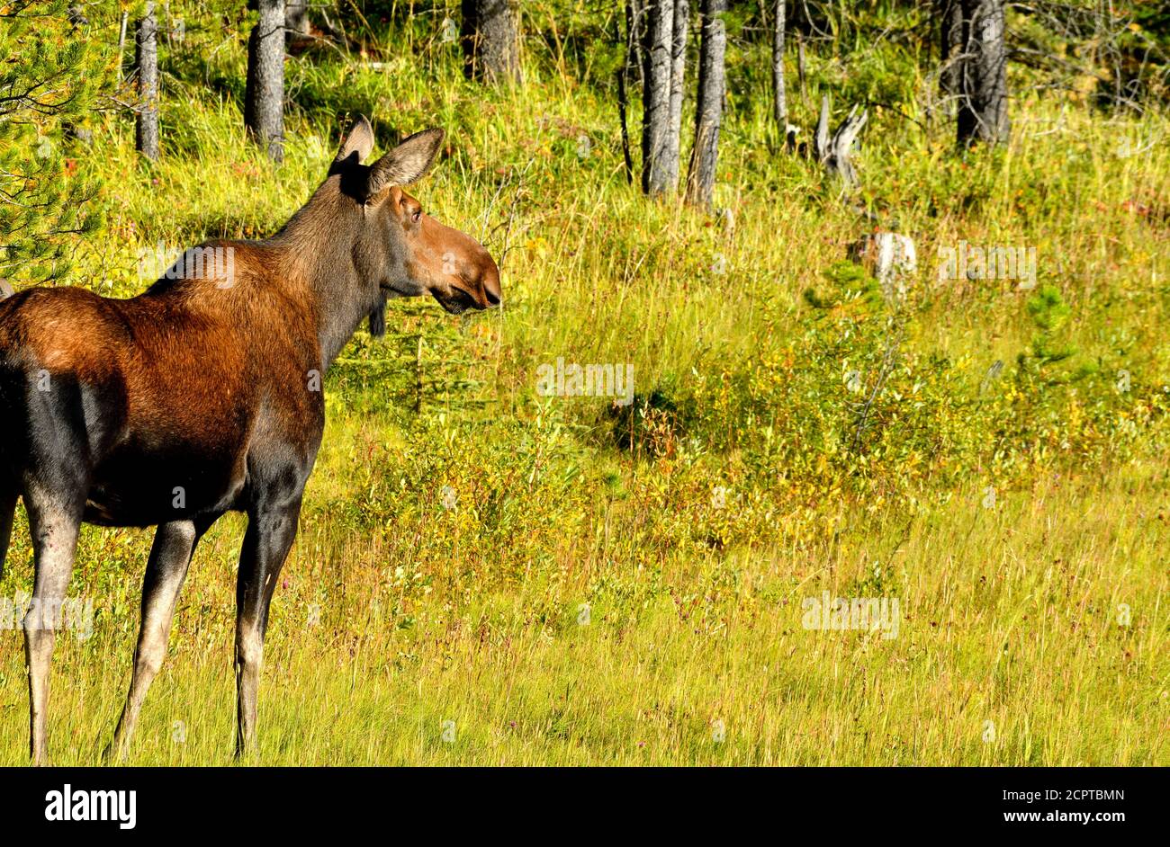 Female moose hi-res stock photography and images - Alamy