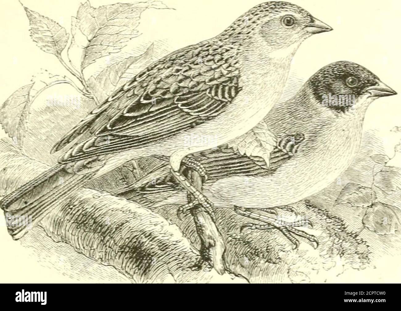 . An illustrated manual of British birds . reater favourite as a cage ...