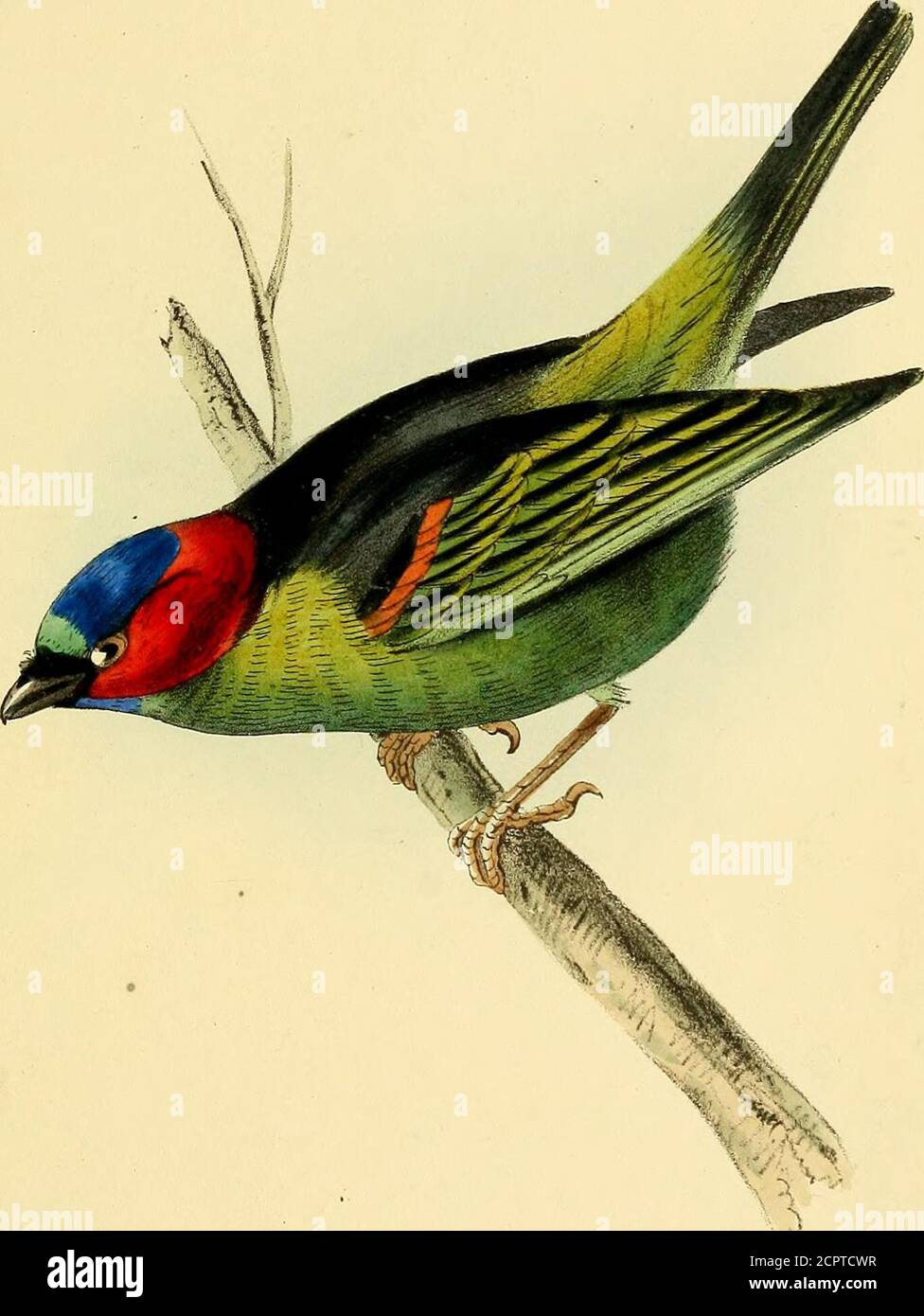 . A selection of the birds of Brazil and Mexico : the drawings . Blue ...