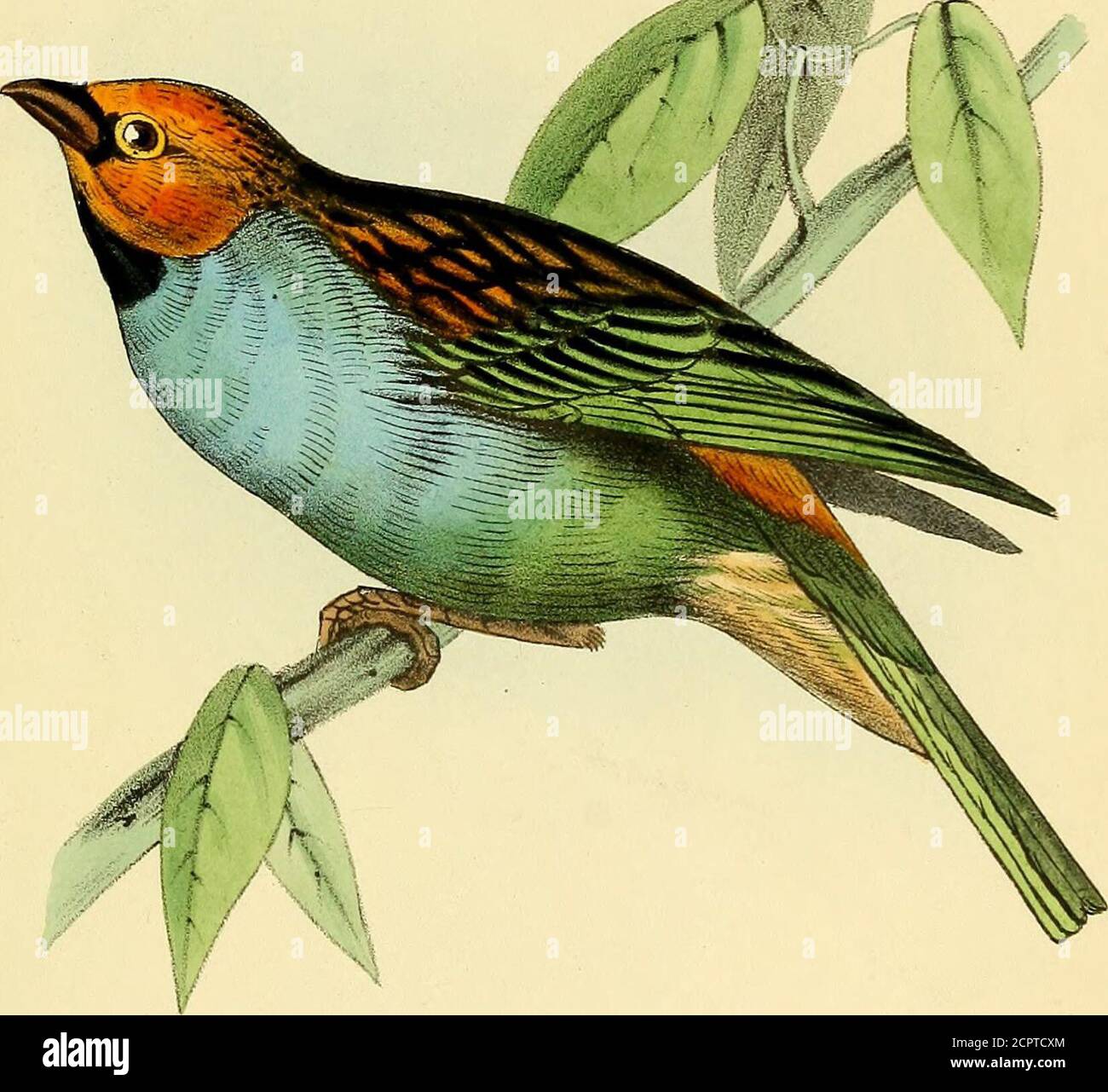 . A selection of the birds of Brazil and Mexico : the drawings . Blue ...