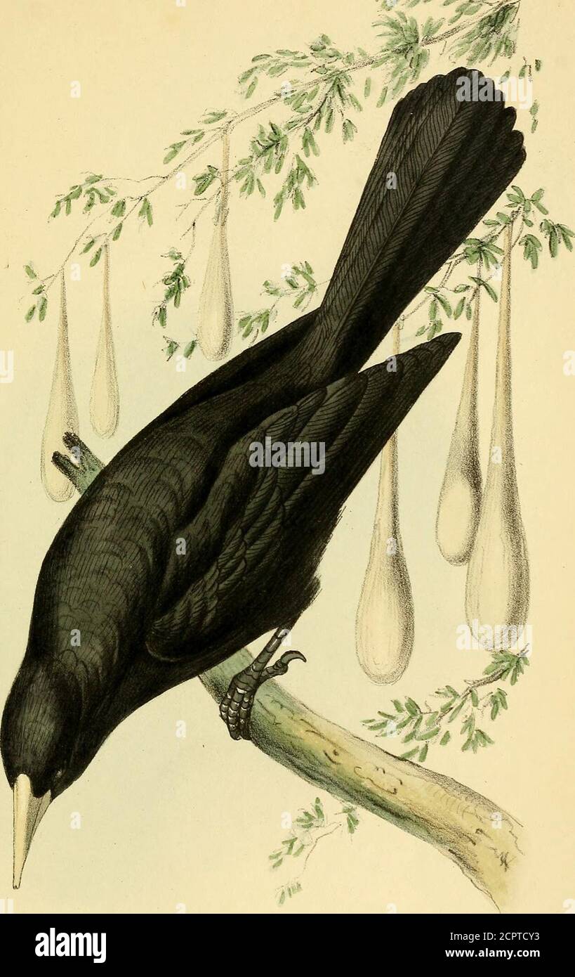 . A selection of the birds of Brazil and Mexico : the drawings . C ...