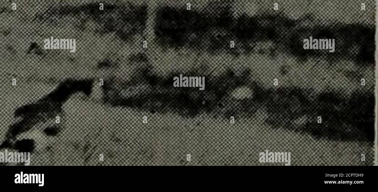 . The Oölogist for the student of birds, their nests and eggs . :»4 / v ...